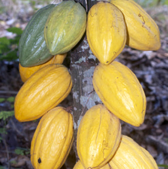 Hand picked – Black Gold Cacao